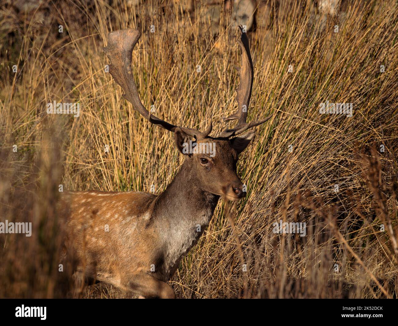 Fallow deer animal in bush hi-res stock photography and images - Alamy