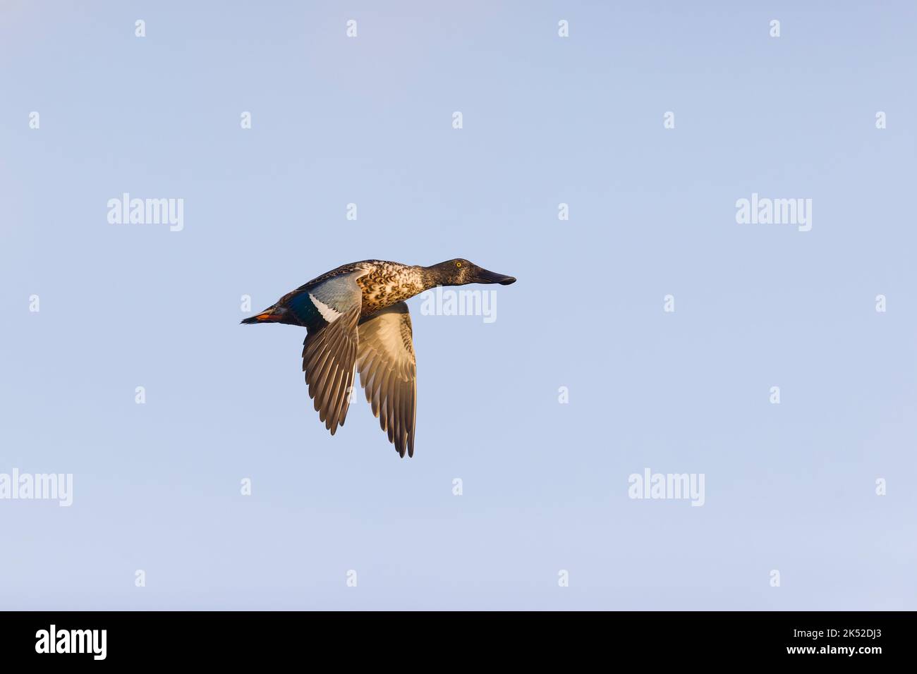 Northern shoveler Anas clypeata, adult male in eclipse flying, Suffolk ...