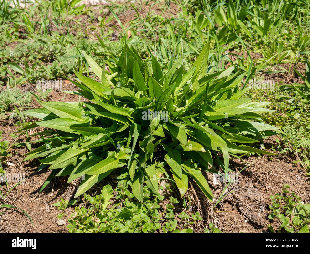 Turkish-Rocket, Bunias-orientalis, large leaf sod Stock Photo - Alamy