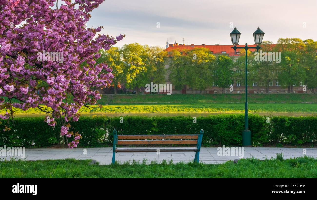 cherry blossom at sunrise. empty park in early morning. walking path ...