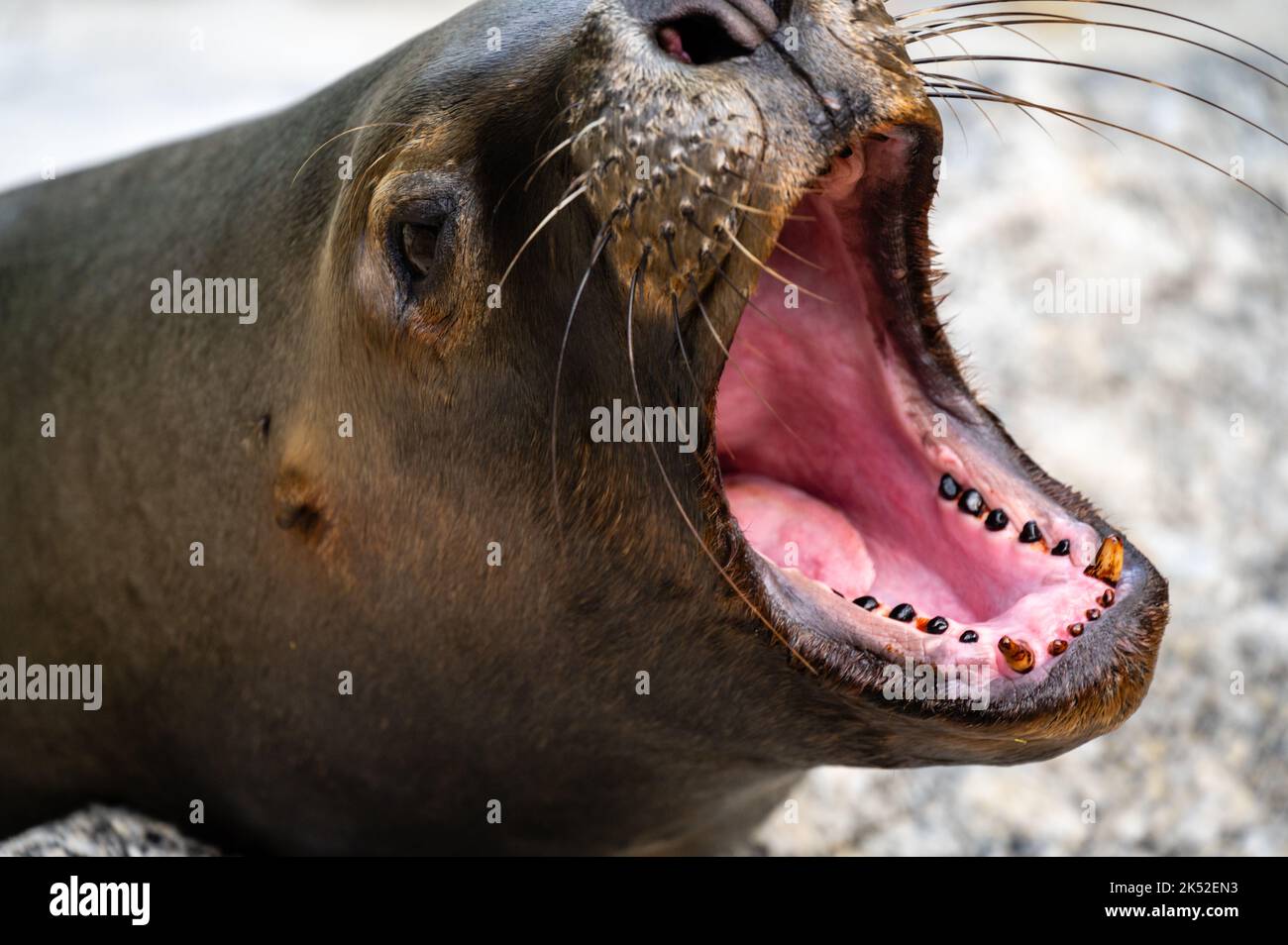 Sea lion closeup - A maned seal shows its teeth Stock Photo - Alamy
