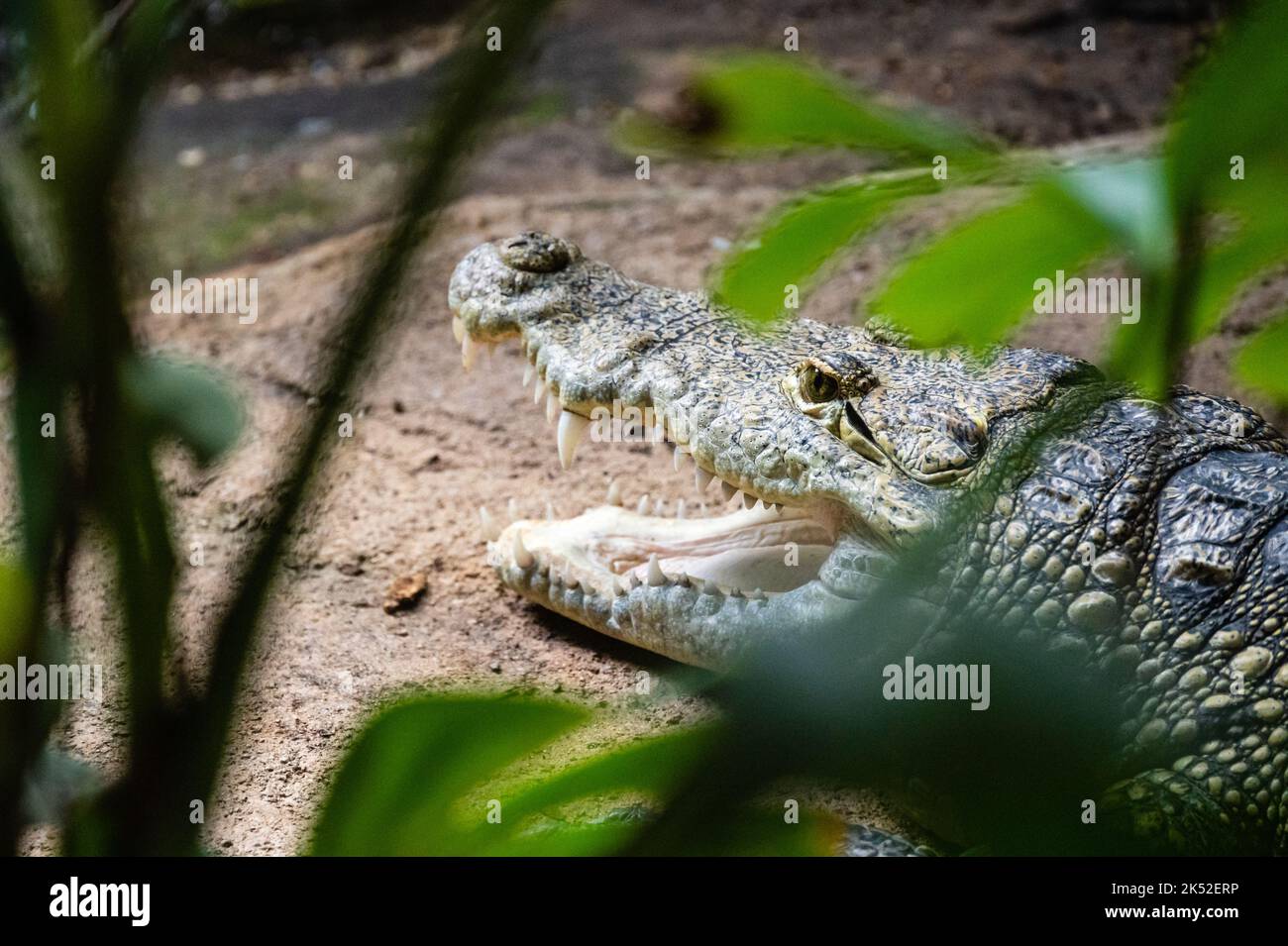 A portrait of a mexican crocodile (Crocodylus moreletii) with open ...