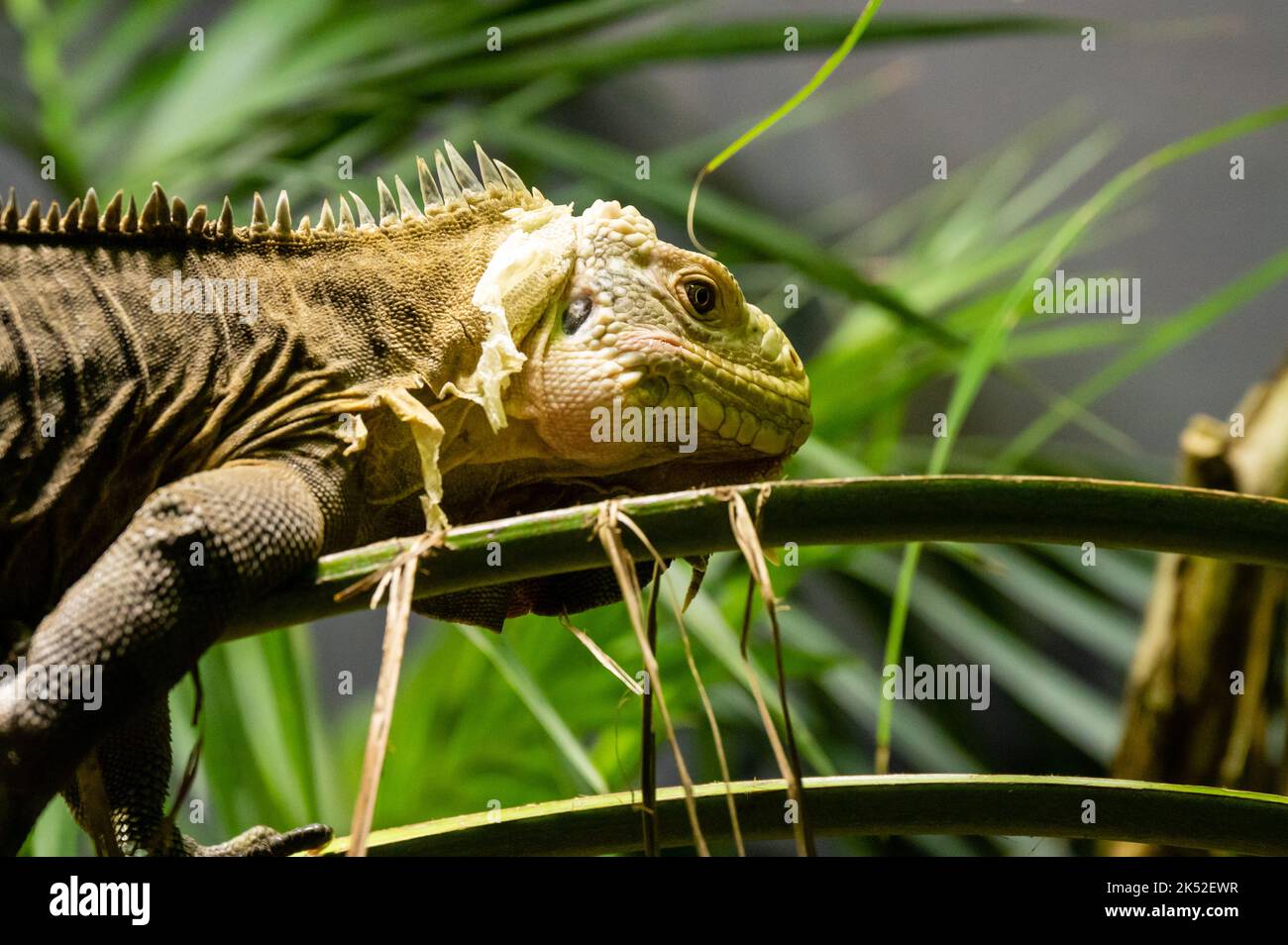 The Lesser Antillean iguana (Iguana delicatissima) is a large arboreal ...