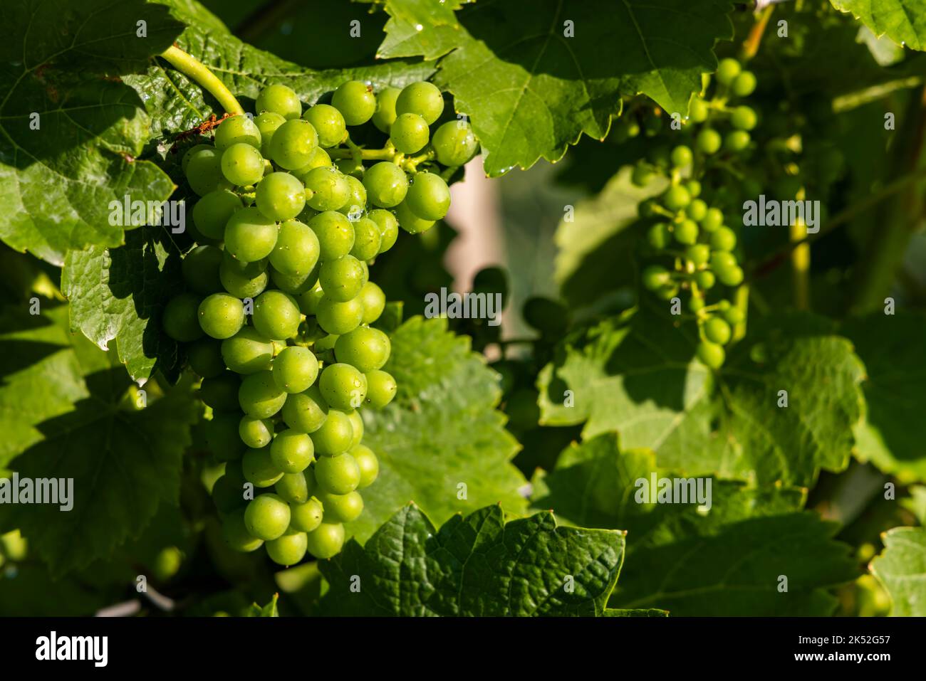 detail Grapes of the vine in the time before locking Stock Photo - Alamy