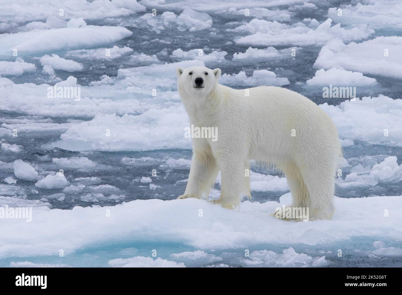 Lone polar bear (Ursus maritimus) hunting on drift ice / ice floe in ...