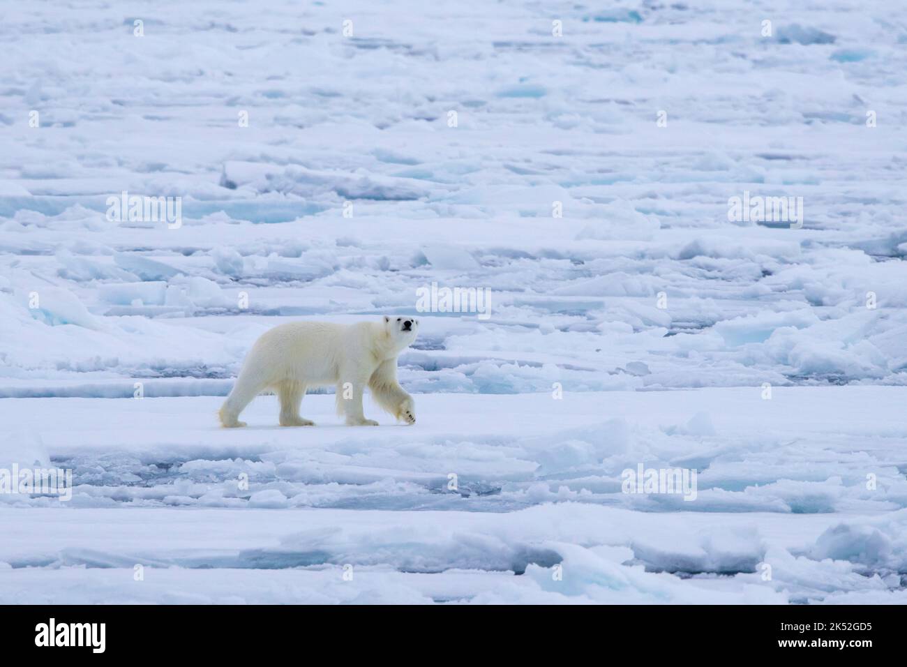 Lone polar bear (Ursus maritimus) hunting on pack ice in the Arctic ...