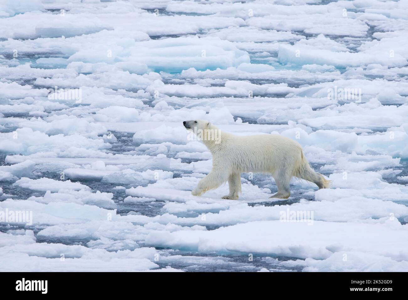 Solitary polar bear (Ursus maritimus) wandering over drift ice / ice ...