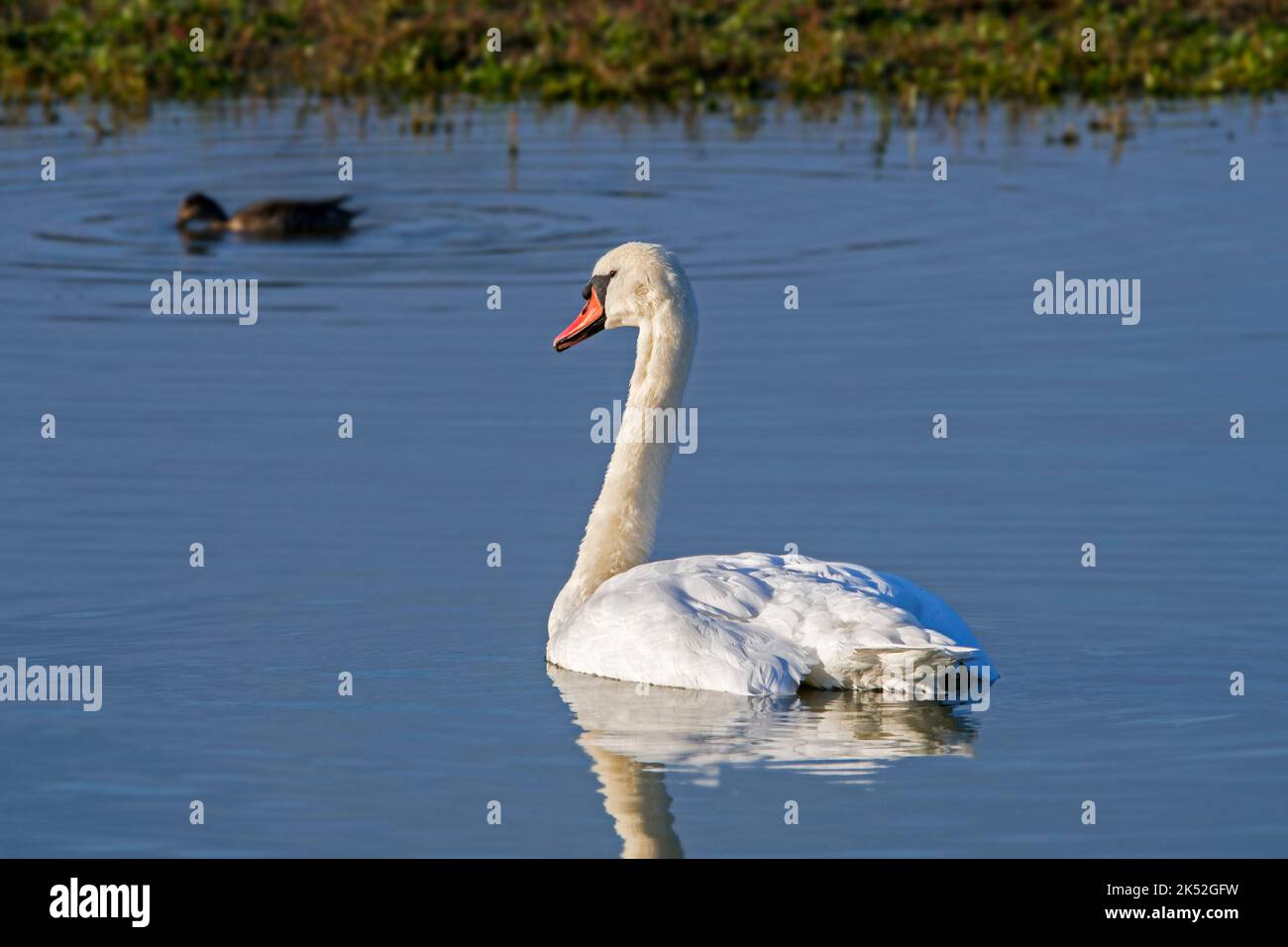 Mute swan (Cygnus olor) male swimming with duck in water of lake ...