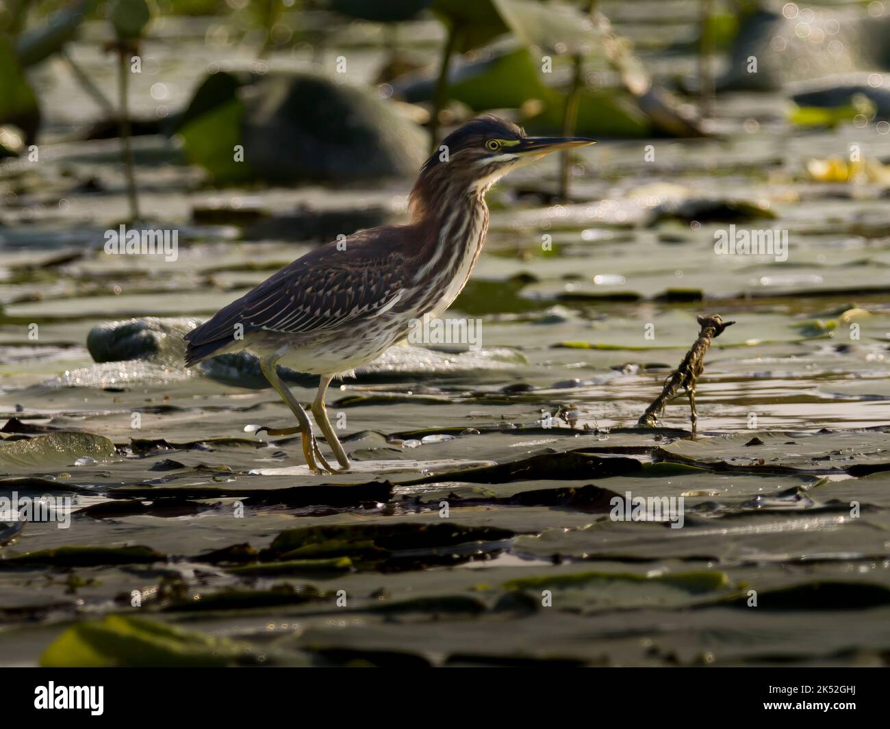 Geist reservoir hi-res stock photography and images - Alamy