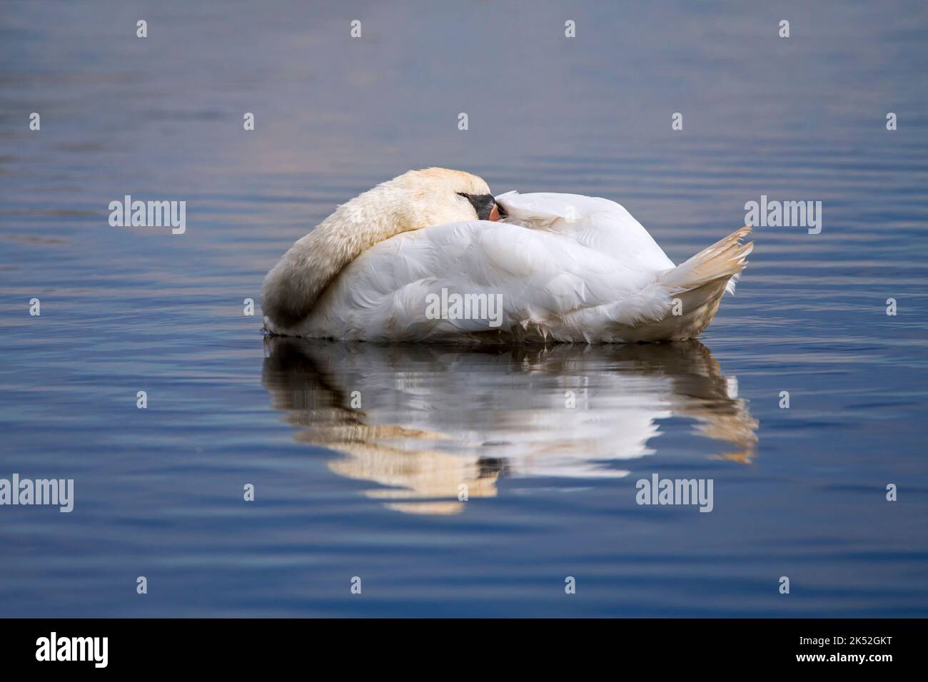 Mute swan (Cygnus olor) male sleeping with head tucked under wing feathers while floating in ...