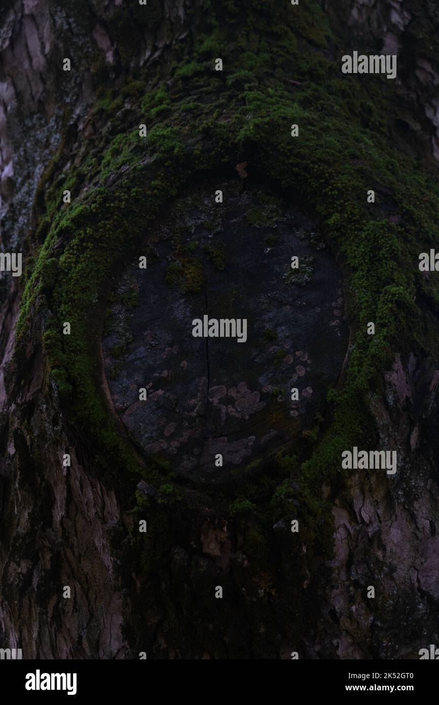 Cross section of a very old tree with countless demonstrative of age ...