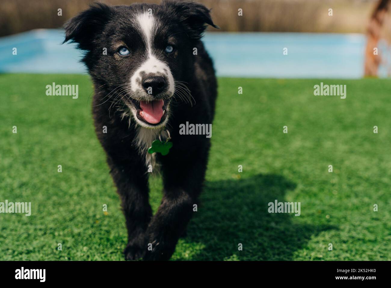 black puppy with blue eyes Stock Photo - Alamy