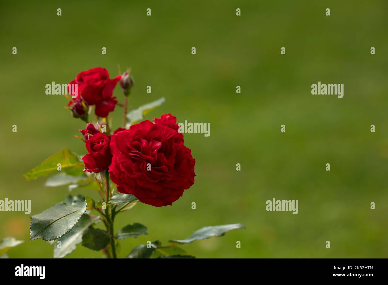 Red, common rose flowers on a bush. Lawn in the background. Autumn ...