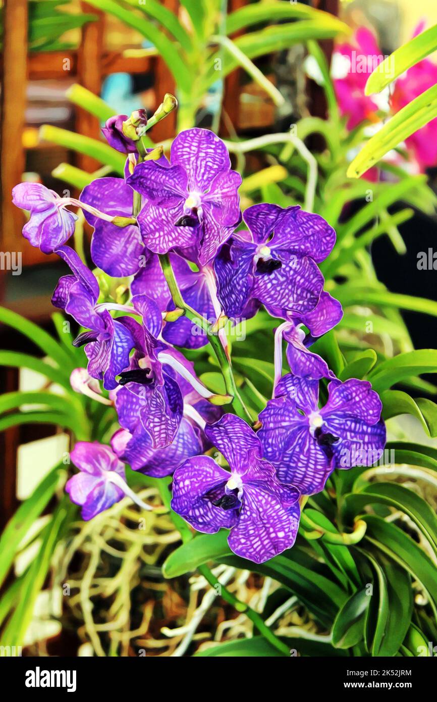 Achara hi-res stock photography and images - Alamy