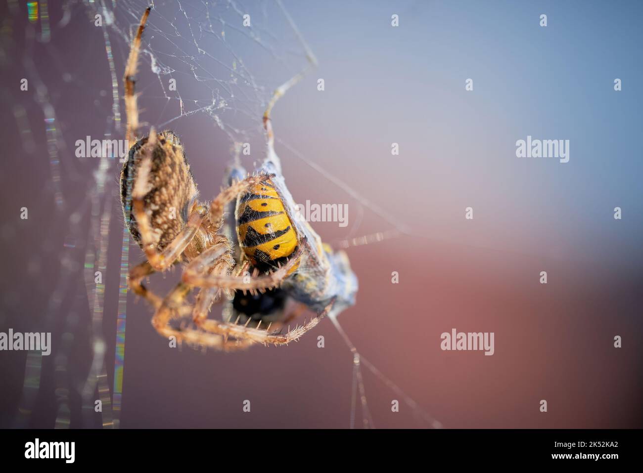 European garden spider with wasps in the web (Araneus diadematus ...