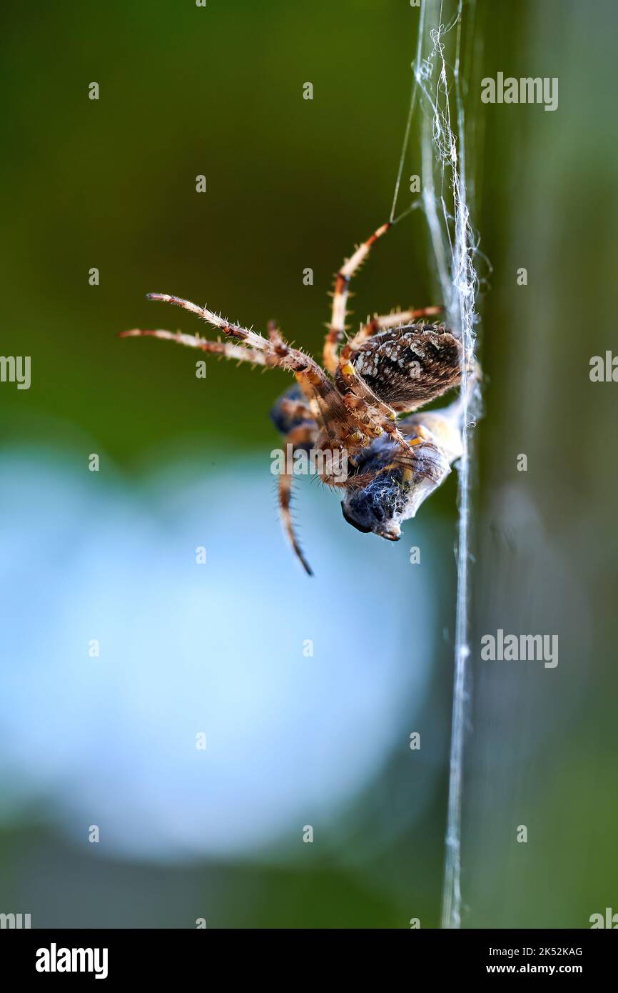 European garden spider with wasps in the web (Araneus diadematus ...