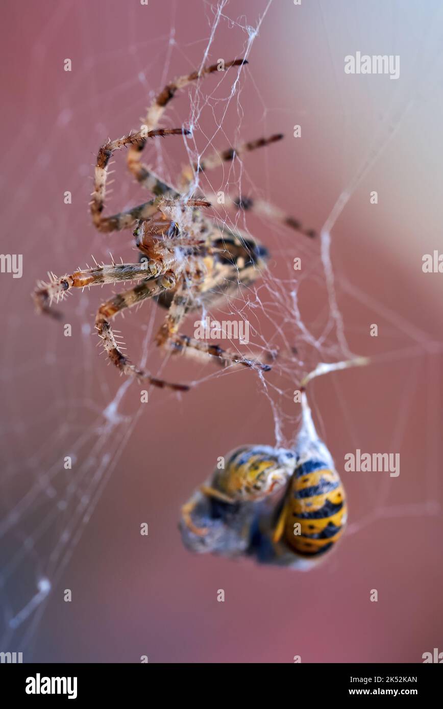 European garden spider with wasps in the web (Araneus diadematus ...