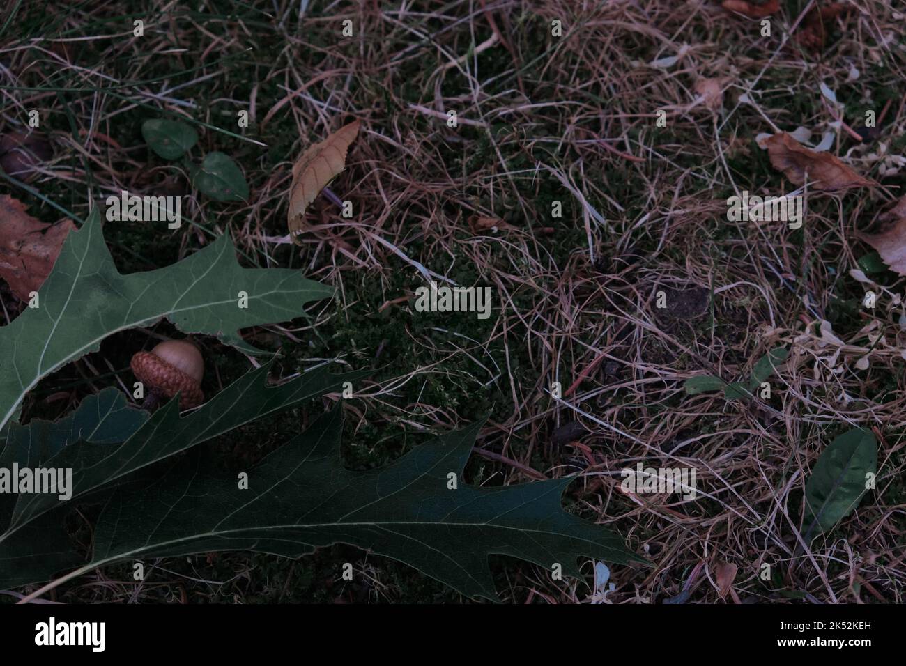 Falling acorns hi-res stock photography and images - Alamy