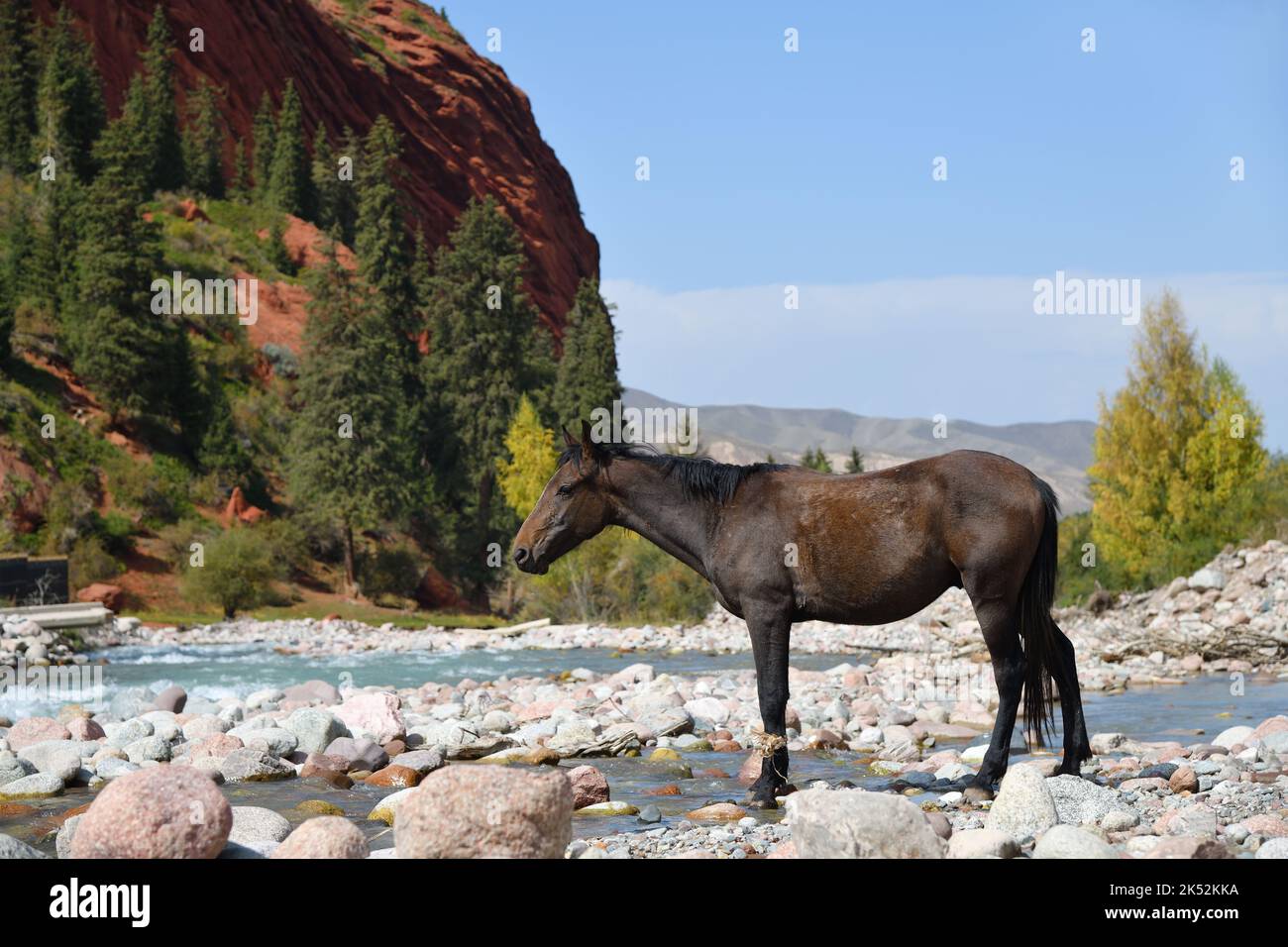 Horse on a small mountain spring at the foot of Tian-Shan Mountains ...