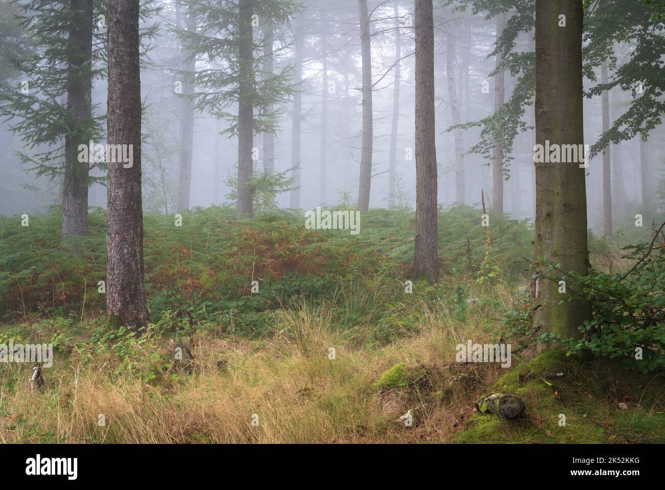 The first hint of autumnal conditions produces a rich palette in the ...