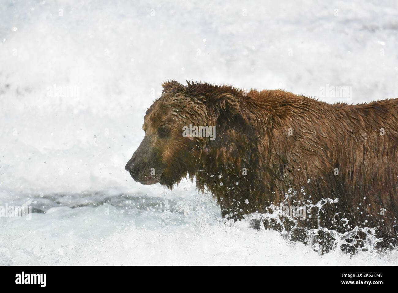 Alaskan brown bear standing in the rapids of the falls fishing for ...