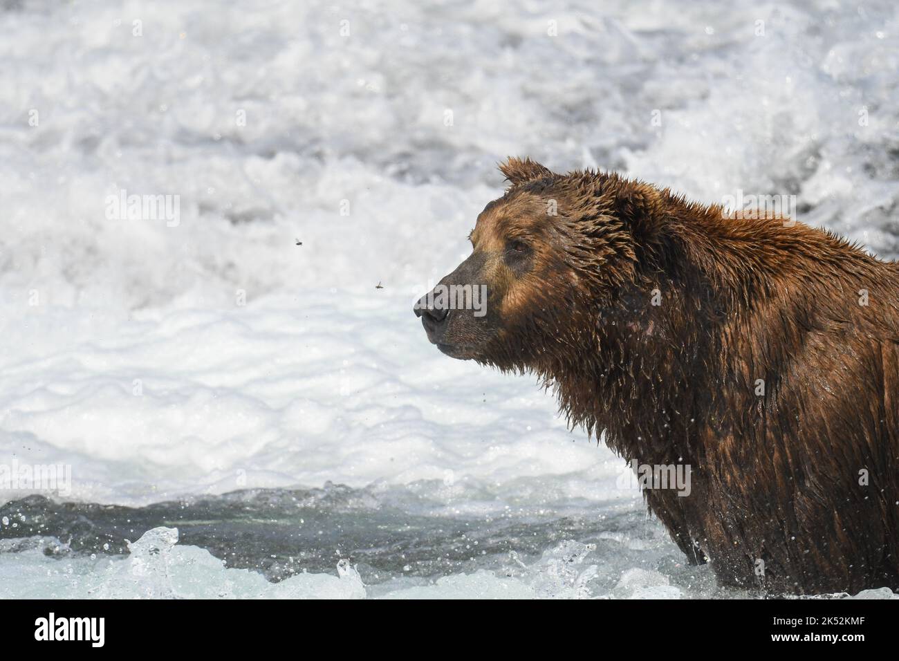 Alaskan brown bear standing in the rapids of the falls fishing for ...