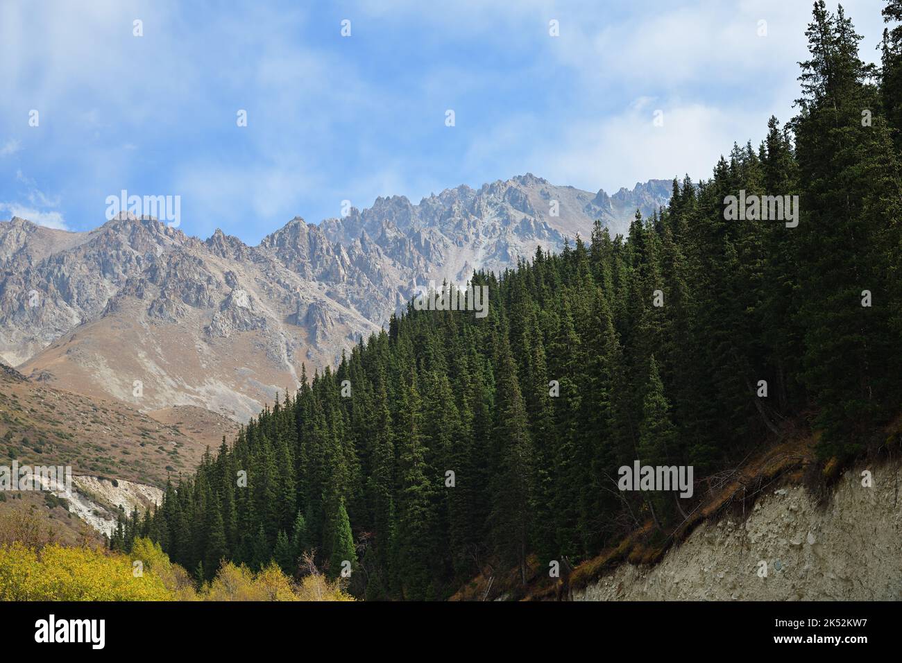 Ak Sai valley autumn landscape. Tian Shan fir trees forest view on high ...