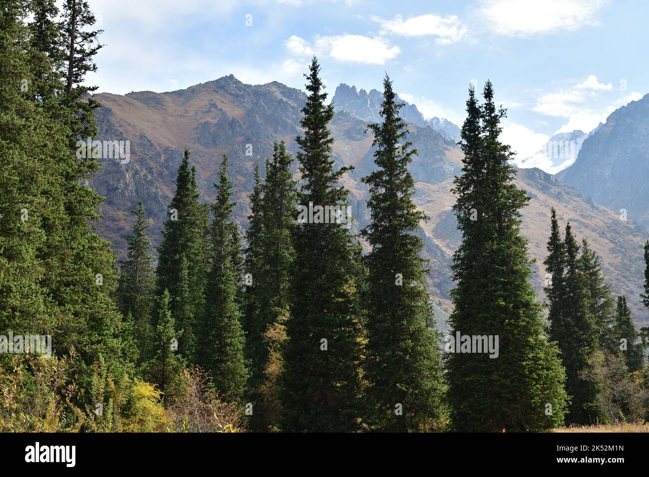 Ak Sai valley autumn landscape. Tian Shan fir trees and view on high ...