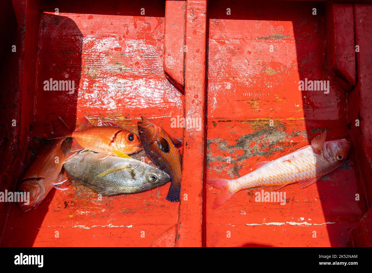 Cape Verde, Island of San Vincente, San Pedro, meeting with fishermen ...
