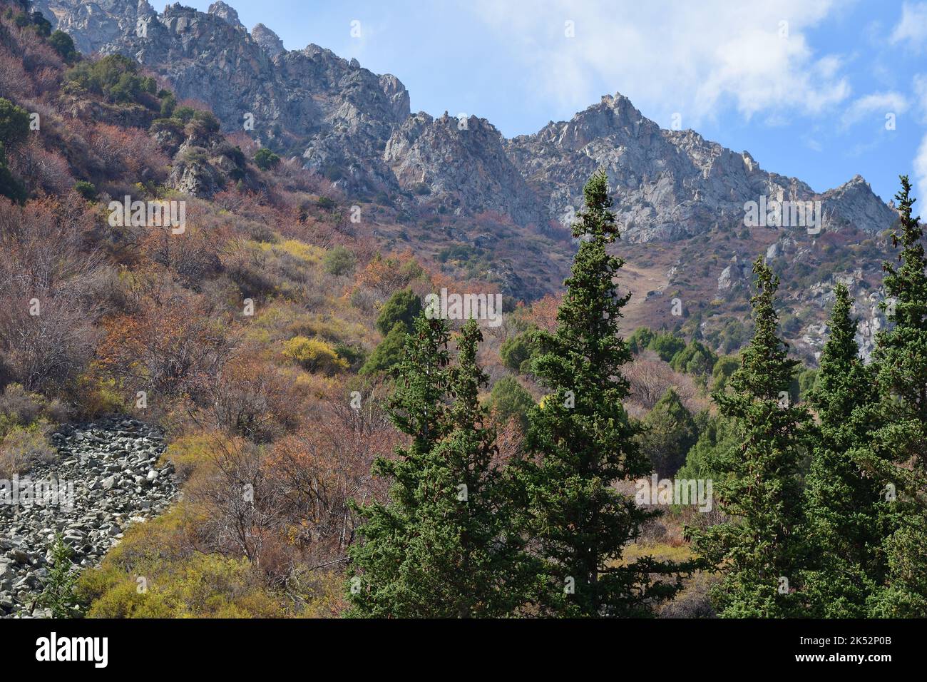Tian shan fir trees and view on high peaks of Tian Shan mountains. Ala Archa national park ...