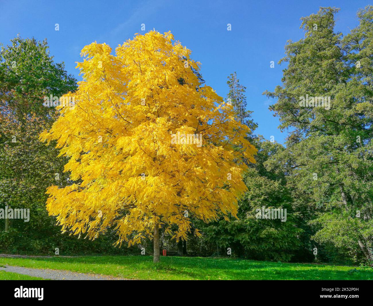 Walnut tree hi-res stock photography and images - Alamy