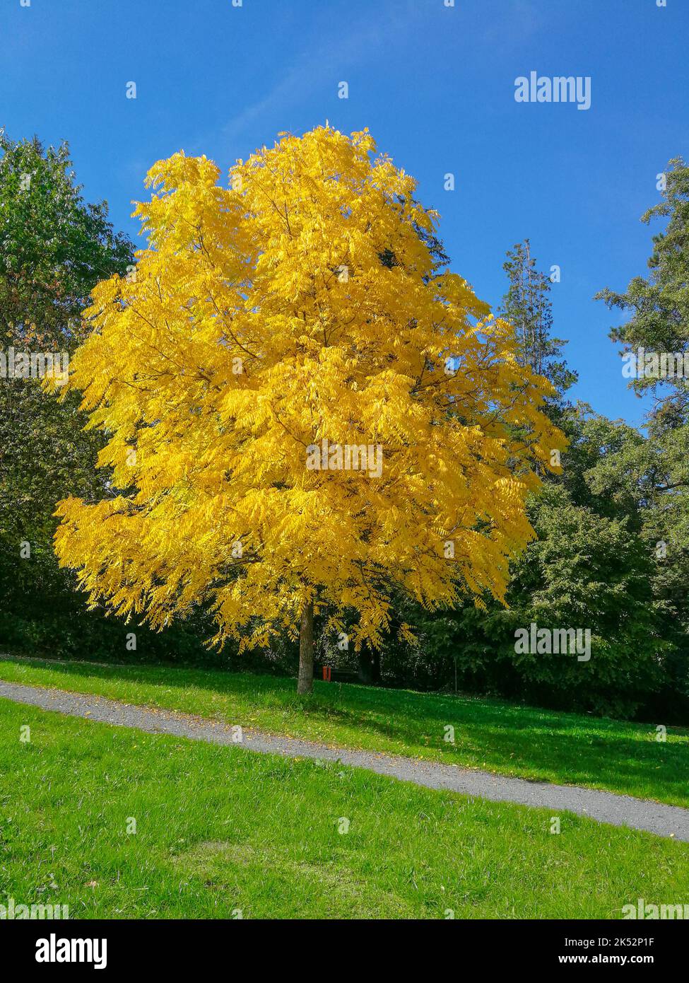 a black walnut tree (Juglans nigra) in brilliant yellow autumn coloring ...