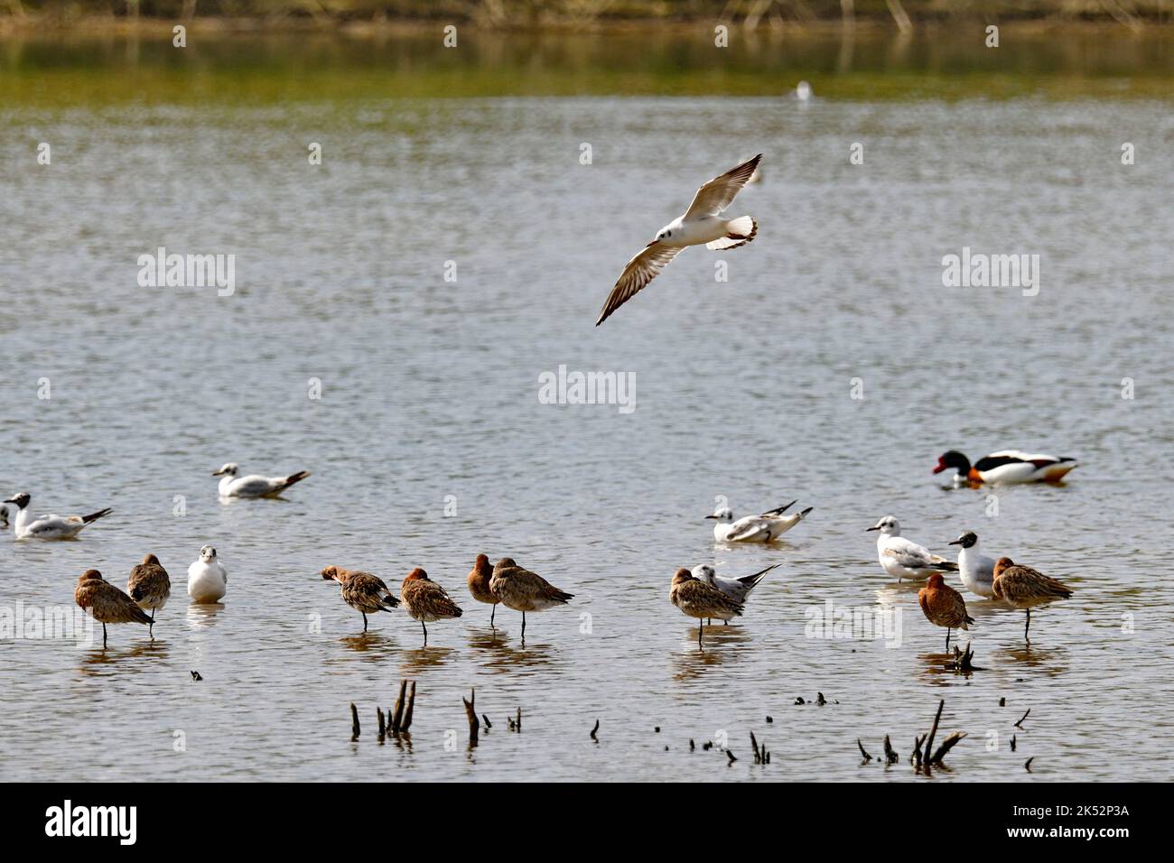 France, Picardie, Baie de Somme, Bird, Lesser wading bird, Knight, Ruff ...