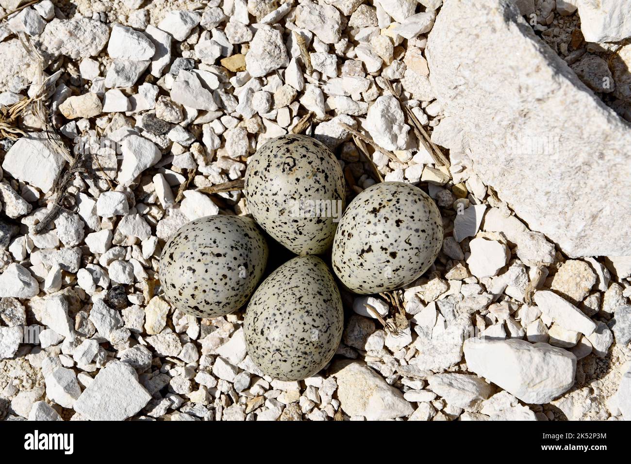 France, Doubs, wildlife, bird, nest, egg, Lesser wader, Lesser plovers ...