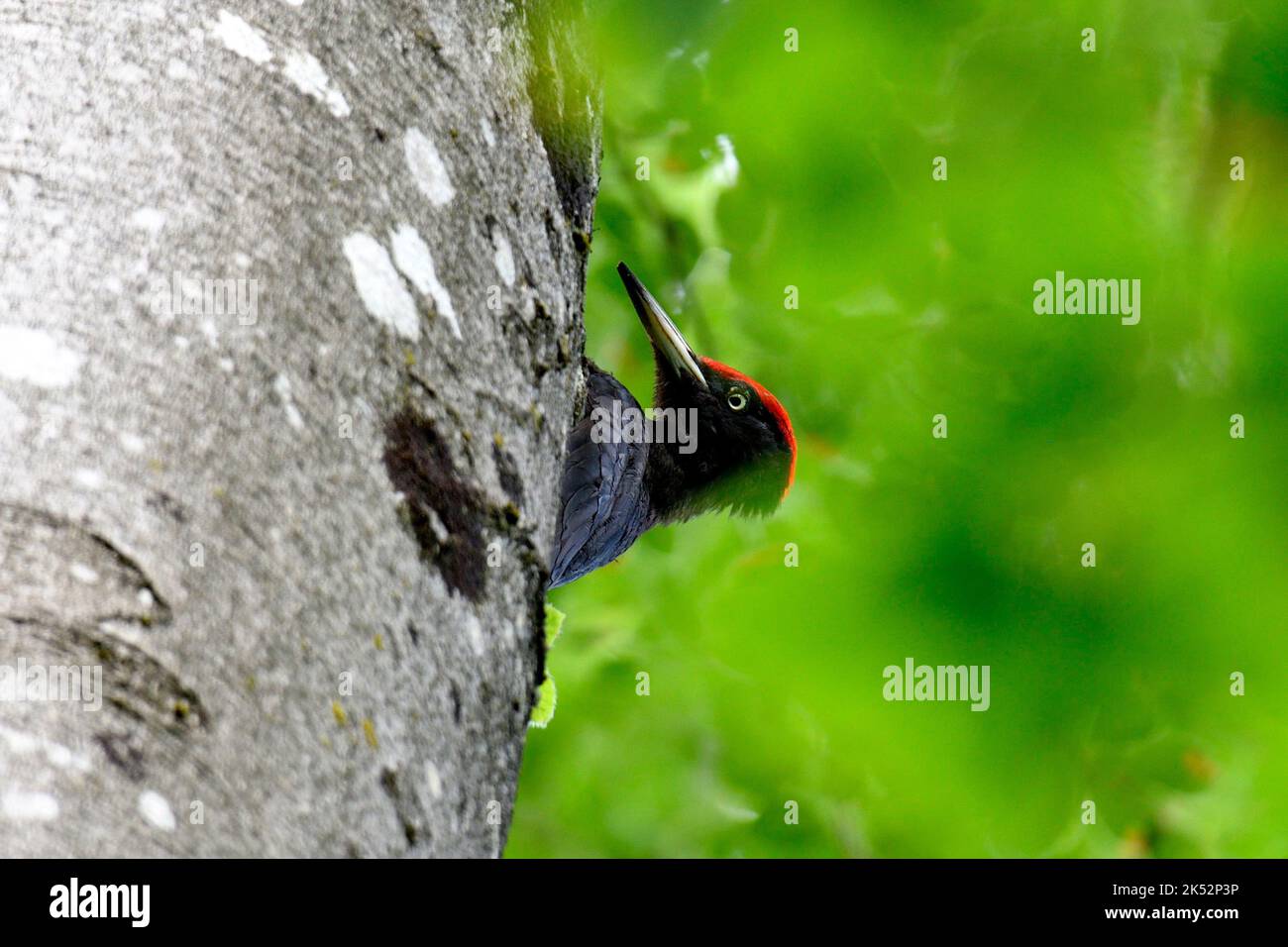 France, Doubs, fauna, bird, Piciforme, Black Woodpecker (Dryocopus ...