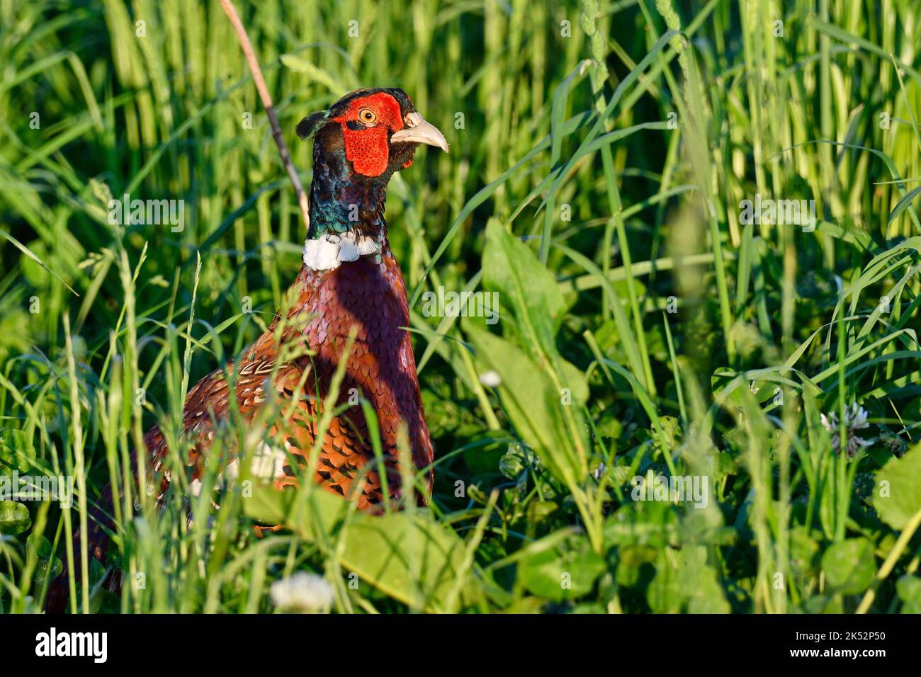 France, Doubs, fauna, bird, Gallinaceous, Ring-necked Pheasant ...