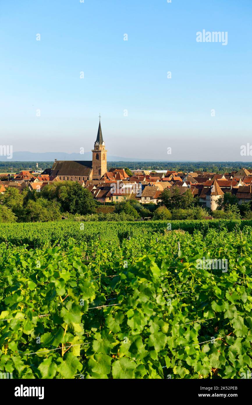 France, Haut Rhin, Alsace wine road, Bergheim, medieval walled ancient ...