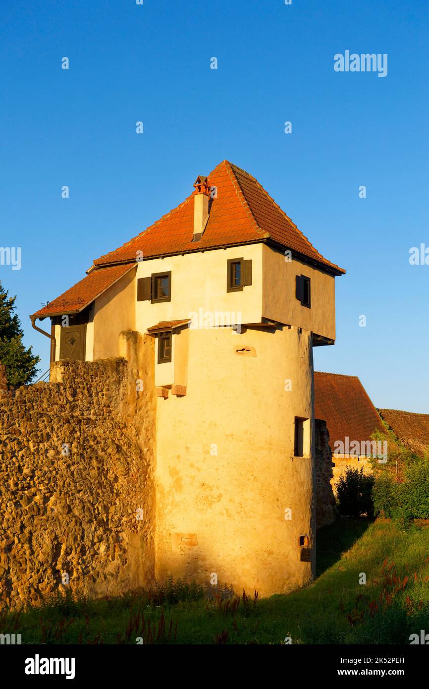 France, Haut Rhin, Alsace wine road, Bergheim, medieval walled ancient ...