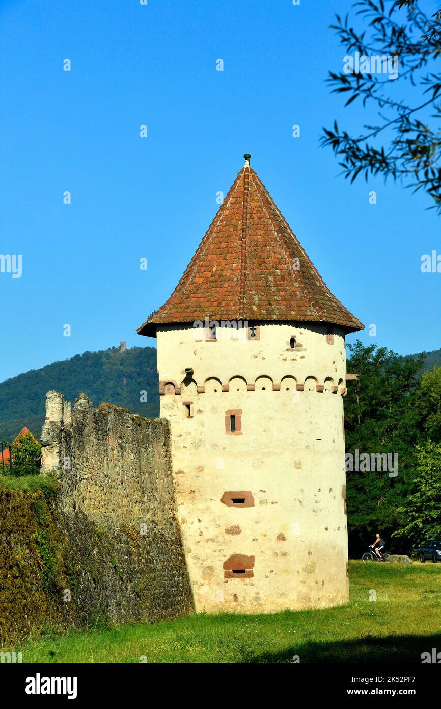 France, Haut Rhin, Alsace wine road, Bergheim, medieval walled ancient ...