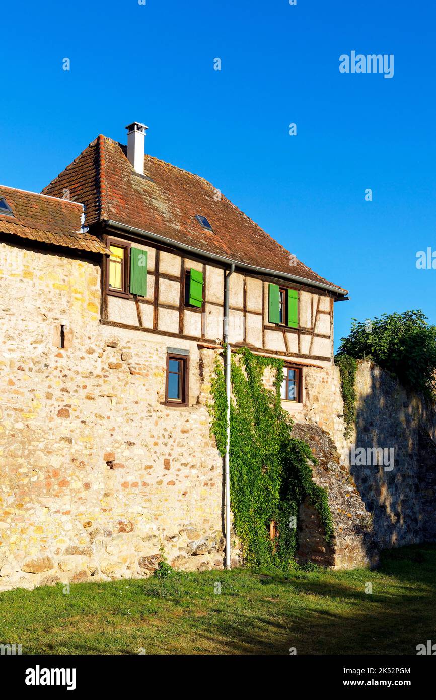 France, Haut Rhin, Alsace wine road, Bergheim, medieval walled ancient ...