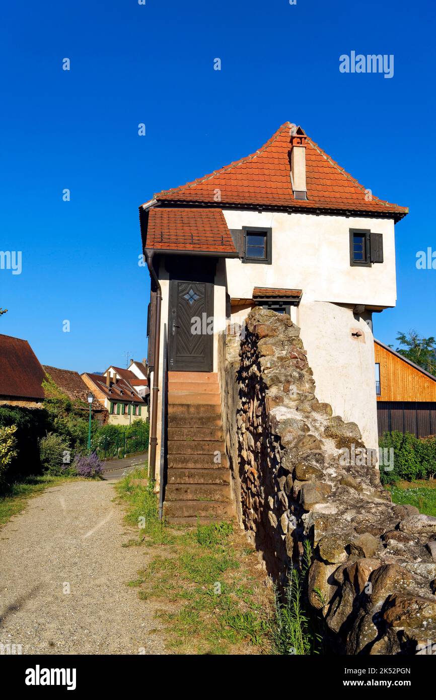 France, Haut Rhin, Alsace wine road, Bergheim, medieval walled ancient ...