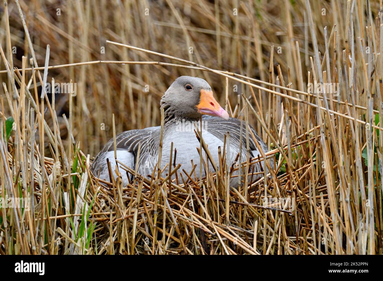 France, Picardie, Baie de Somme, Bird, Waterfowl, Greylag Goose (Anser ...