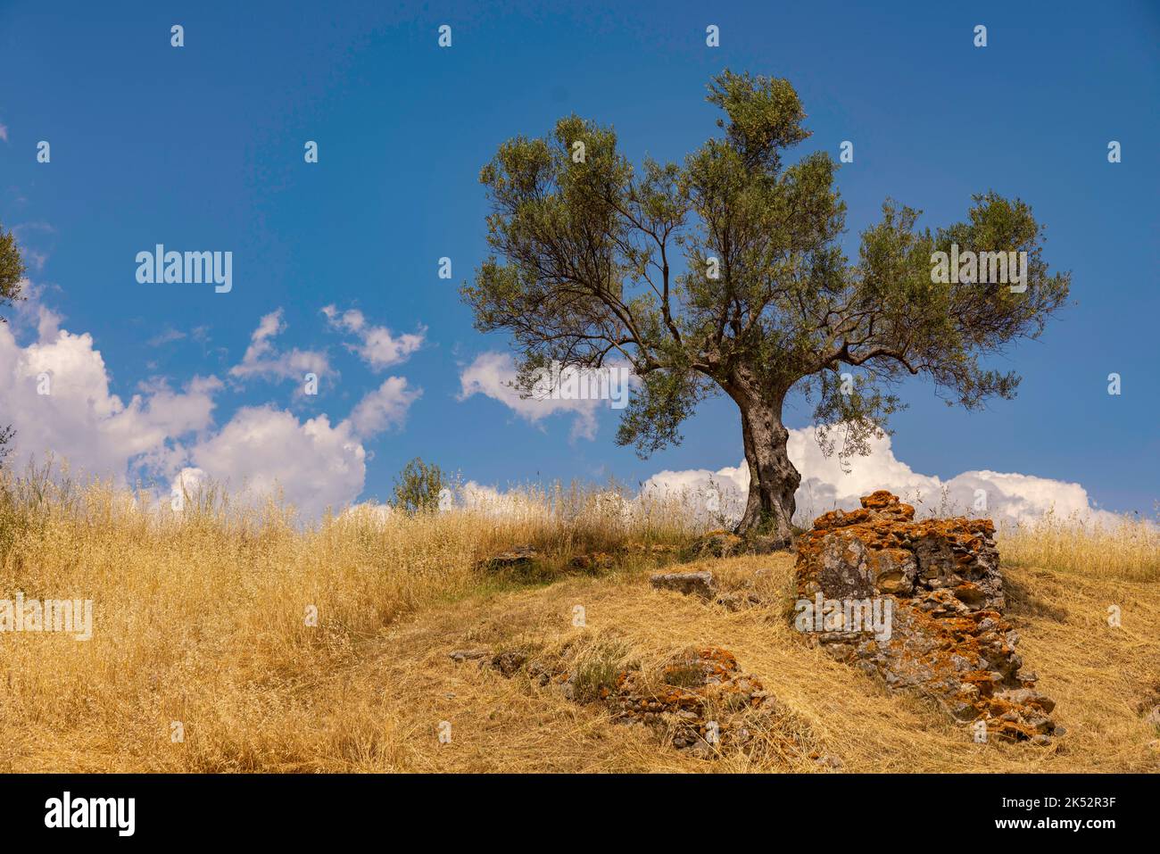 Greece, Peloponnese, Laconia, Sparta, an olive tree above the ...