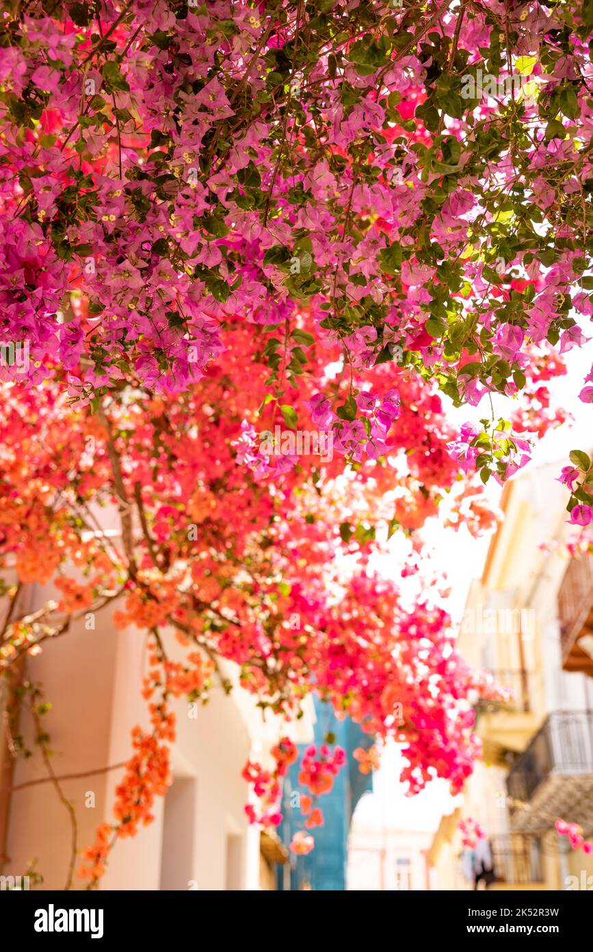 Under a bougainvillea arbor, in the old town of Nafplion, Argolis ...
