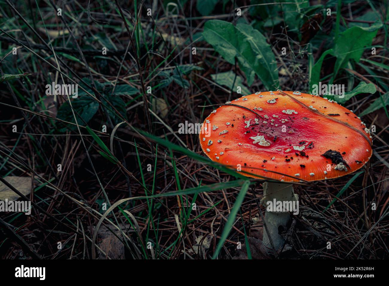 Beautiful fly agaric fungus hi-res stock photography and images - Alamy