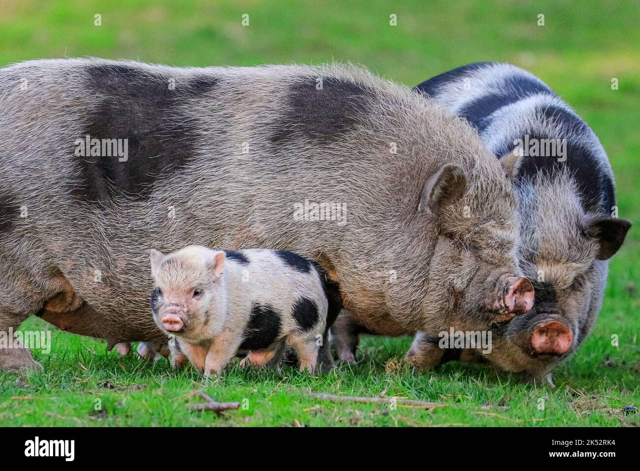 Vietnamese pig breed hi-res stock photography and images - Alamy