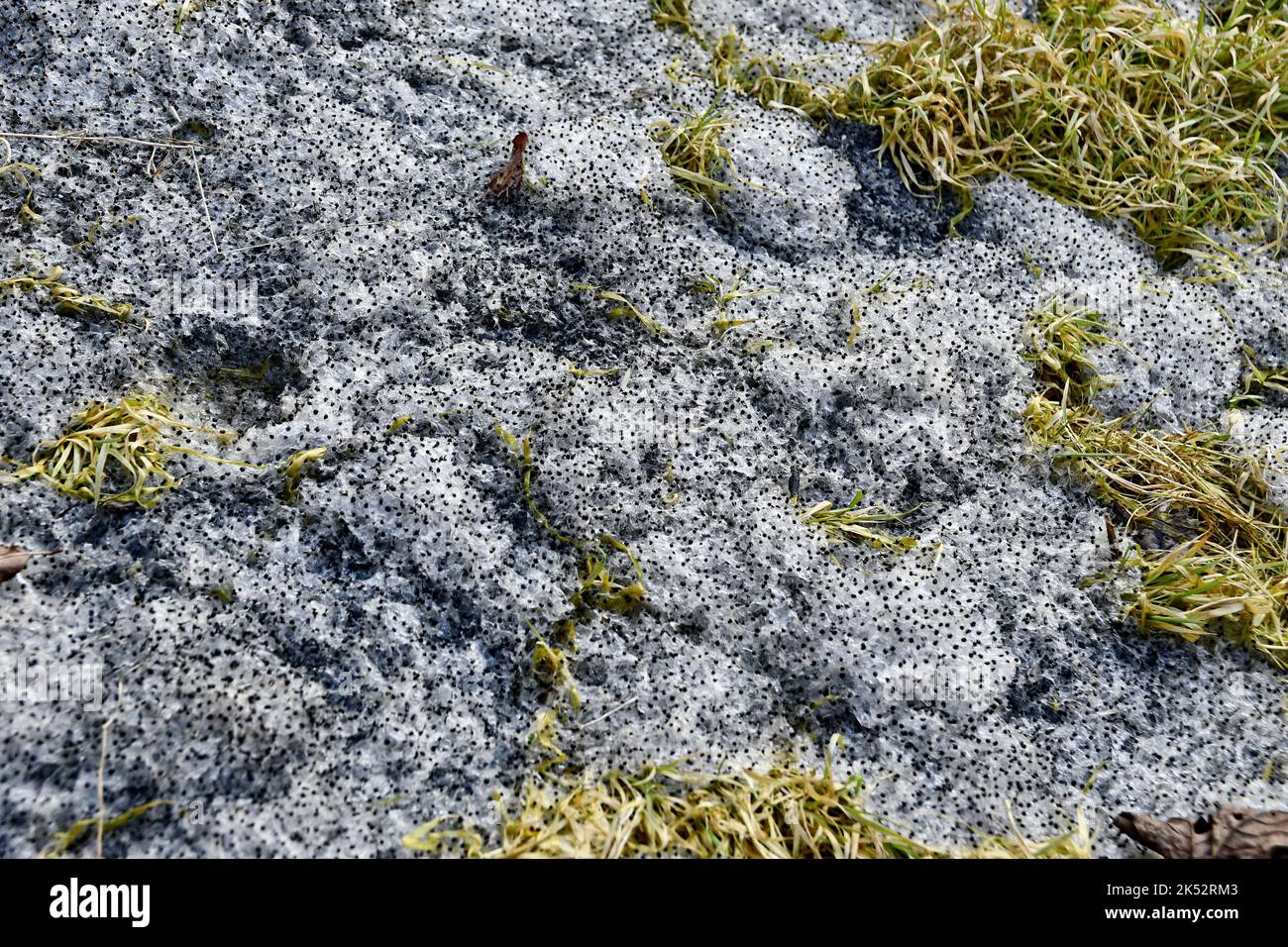 Dried frogs hi-res stock photography and images - Alamy