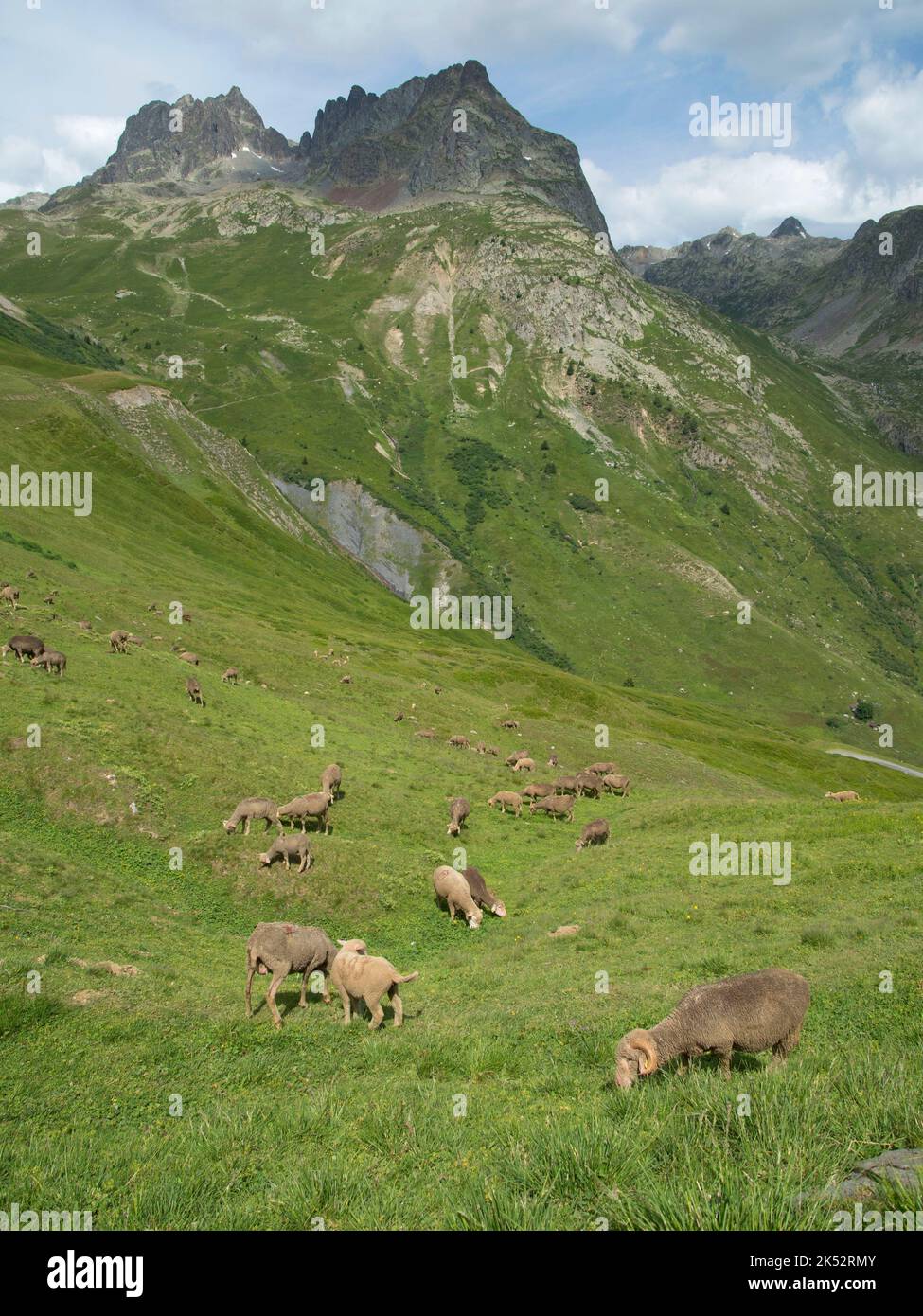 France, Savoie, Col du Glandon, sheep facing Belledonne range Stock ...