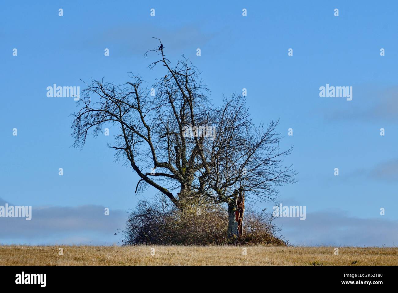 Old cherry tree hi-res stock photography and images - Alamy