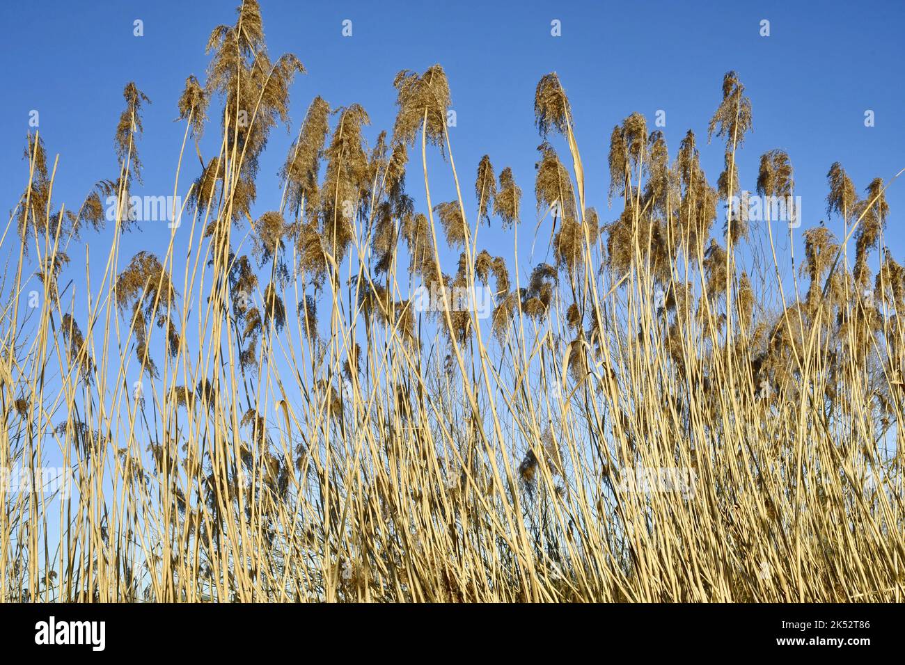 Bed reeds hi-res stock photography and images - Alamy